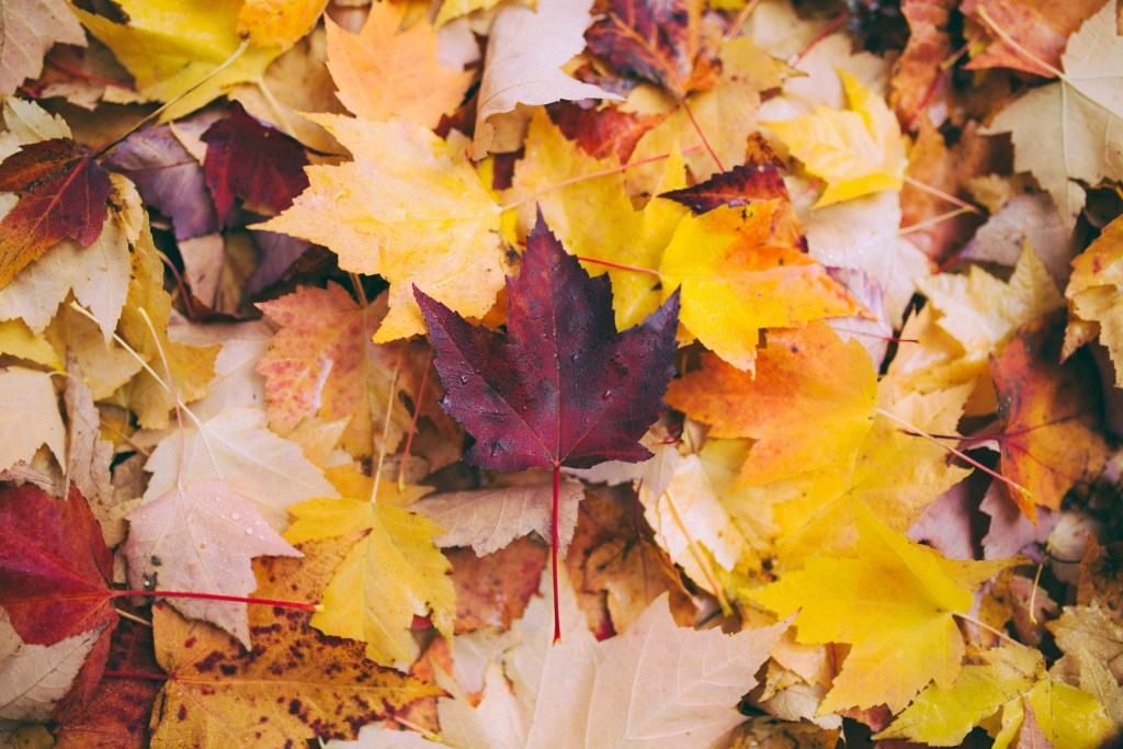 Fall Equinox Celebration! – Sunday Assembly Pittsburgh